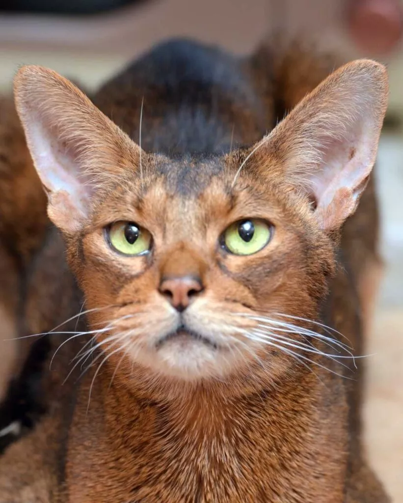 Abyssin | Caractère, alimentation, santé & prix