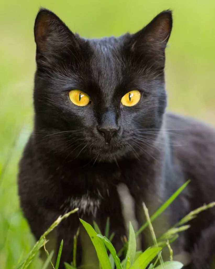 Bombay | Caractère, alimentation, santé & prix