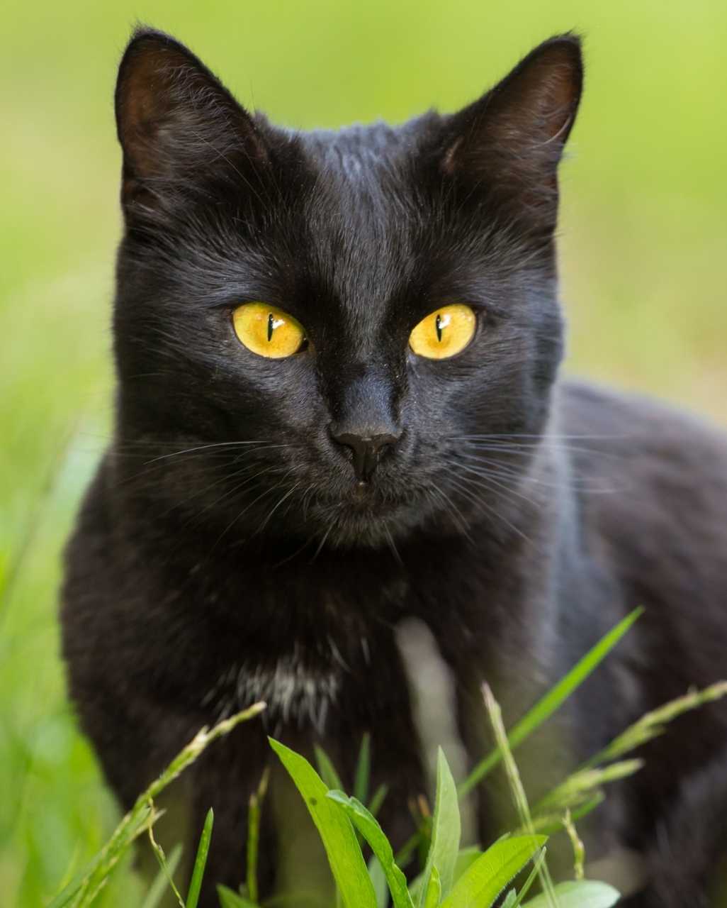 Bombay | Caractère, alimentation, santé & prix