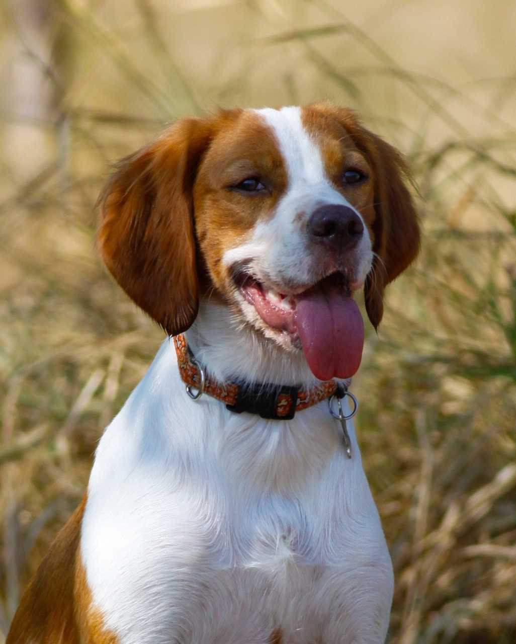 Epagneul Breton | Caractère, alimentation, santé & prix