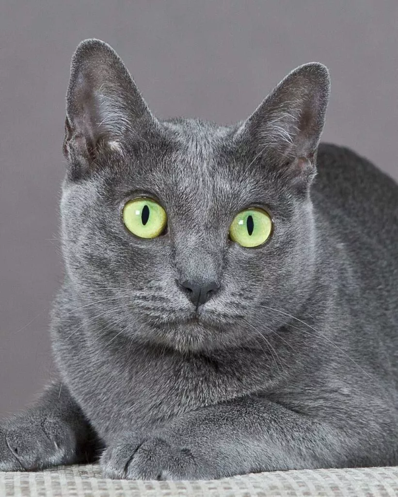 Korat | Caractère, alimentation, santé & prix