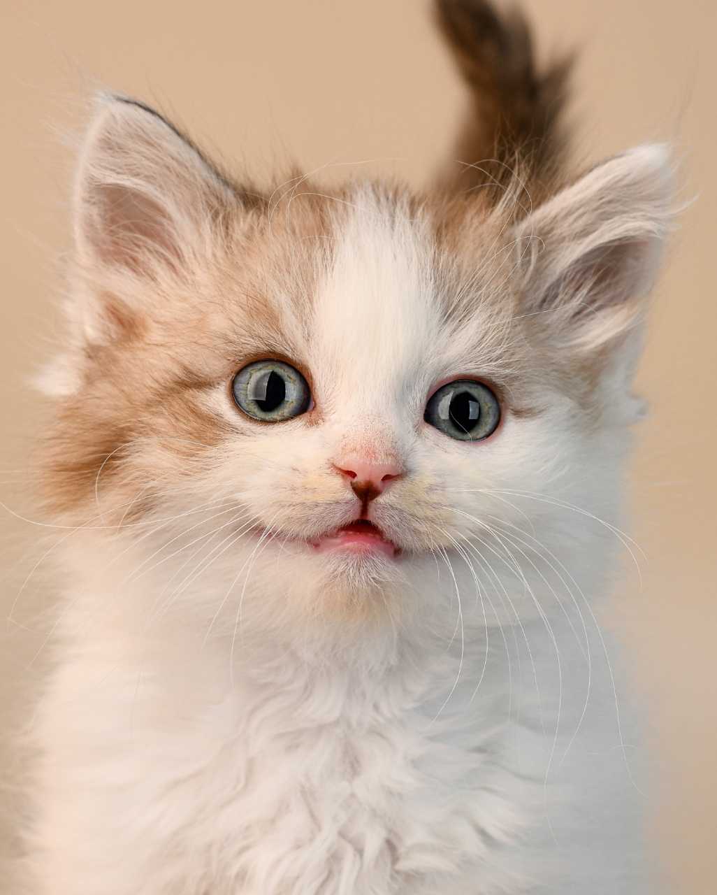 Munchkin | Caractère, alimentation, santé & prix - Goodbro