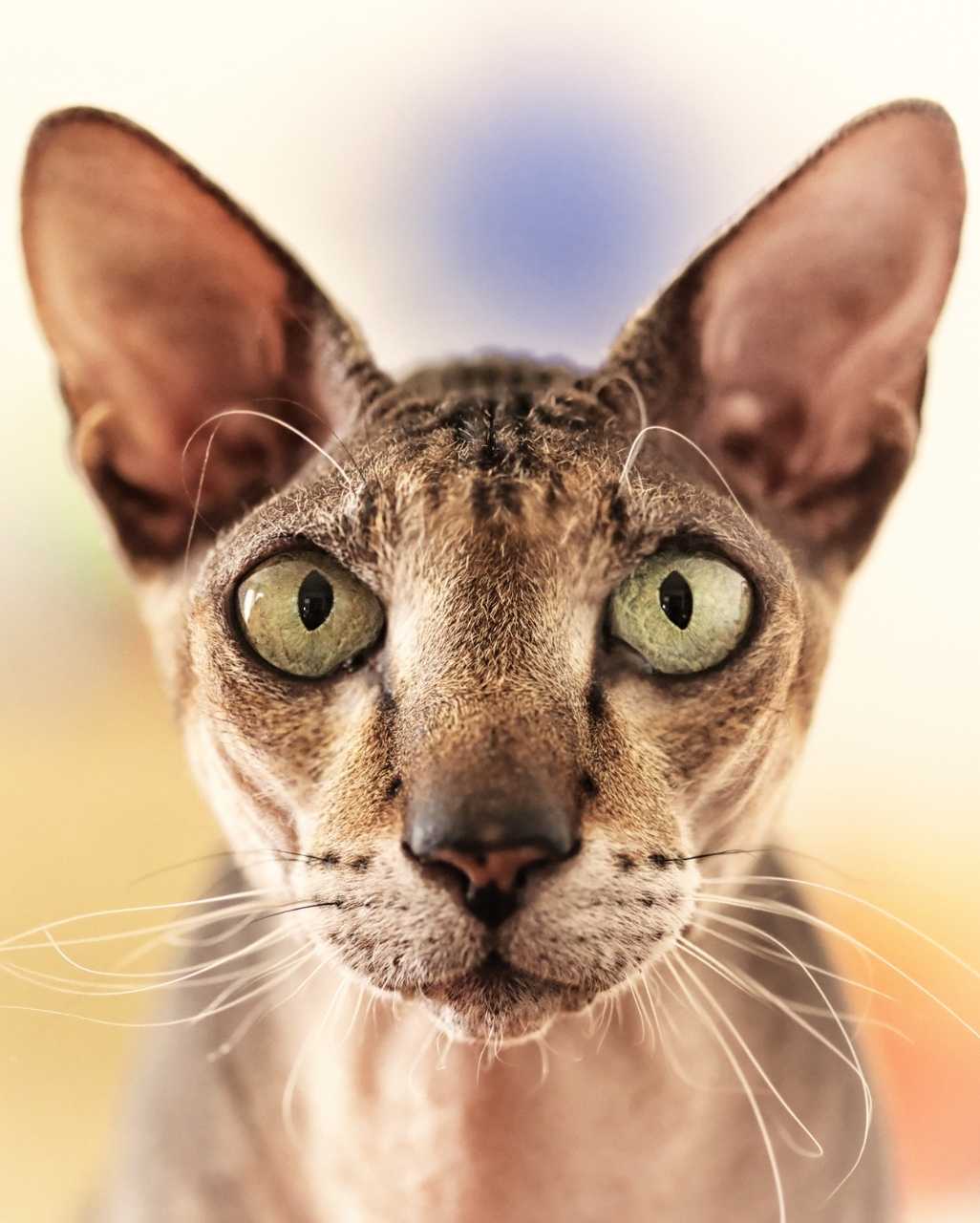 Peterbald | Caractère, alimentation, santé & prix
