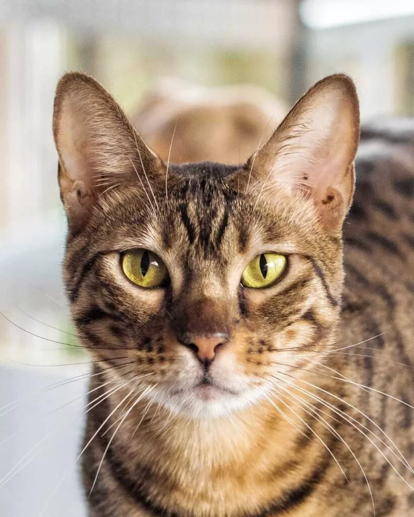 Savannah | Caractère, alimentation, santé & prix