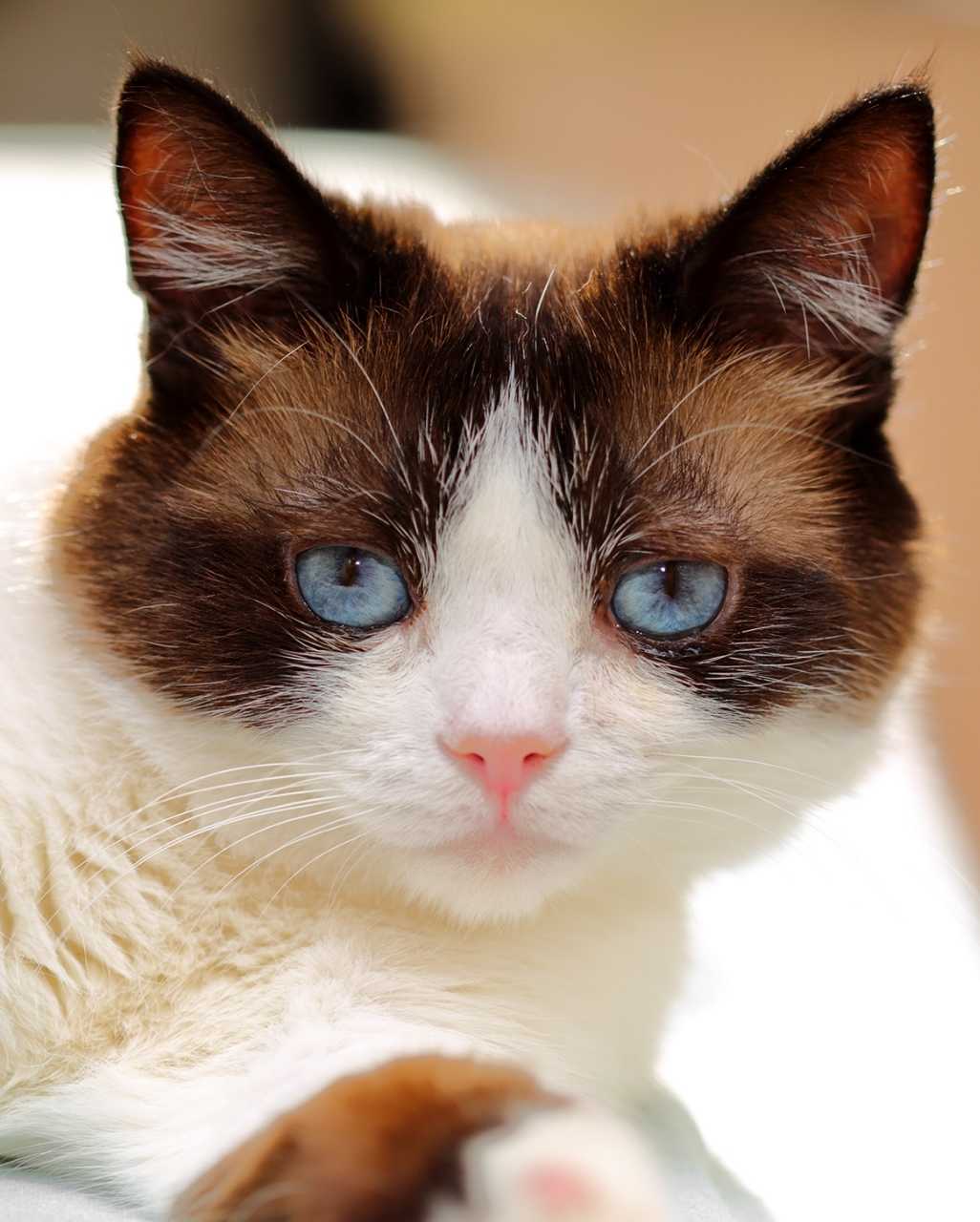 Snowshoe | Caractère, alimentation, santé & prix