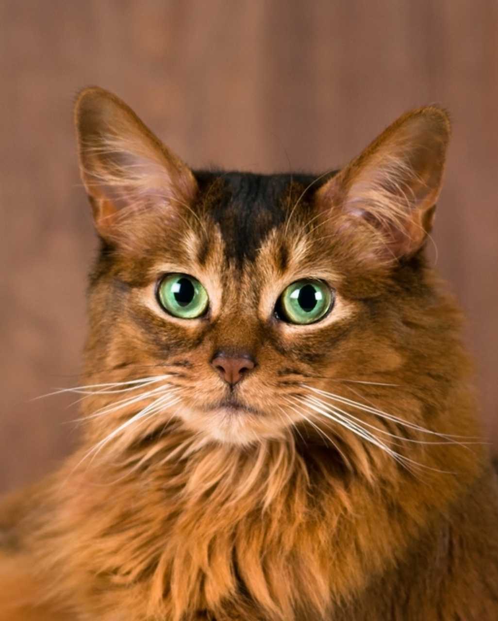 Somali | Caractère, alimentation, santé & prix