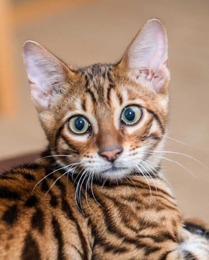 Toyger | Caractère, alimentation, santé & prix