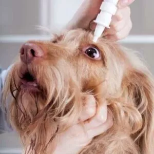 Conjonctivite chez le chien : la reconnaître et la traiter