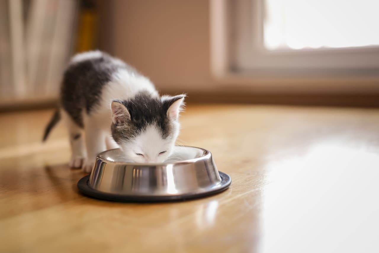 Alimentation pour chaton : les bonnes pratiques à adopter