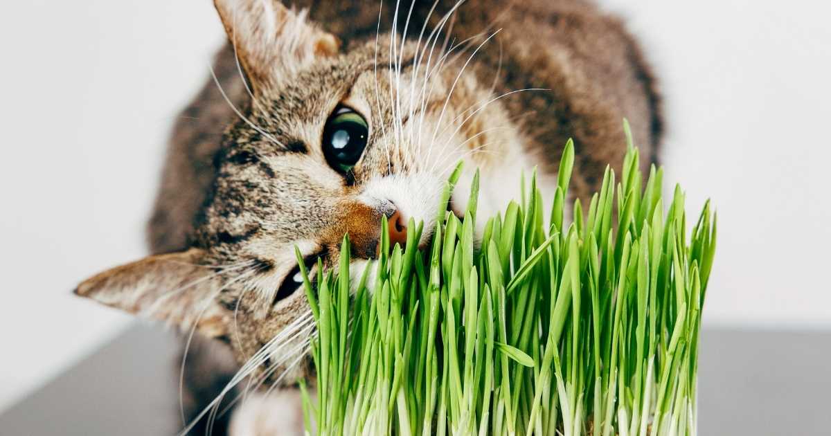 Herbes à chat VS herbes-aux-chats : utilisation et bienfaits