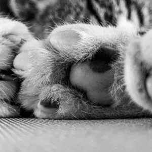 Coussinets du Chat : Rôles, Maladies & Soins Associés