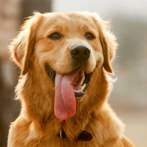 Alimentation du Golden Retriever : Les Conseils du Véto