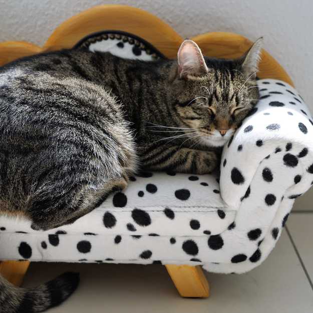 Calmant pour Chat : Top 6 et Conseils d'Utilisation