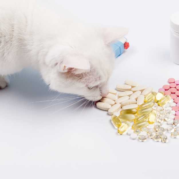 Compléments alimentaires pour chats : Le Guide Complet