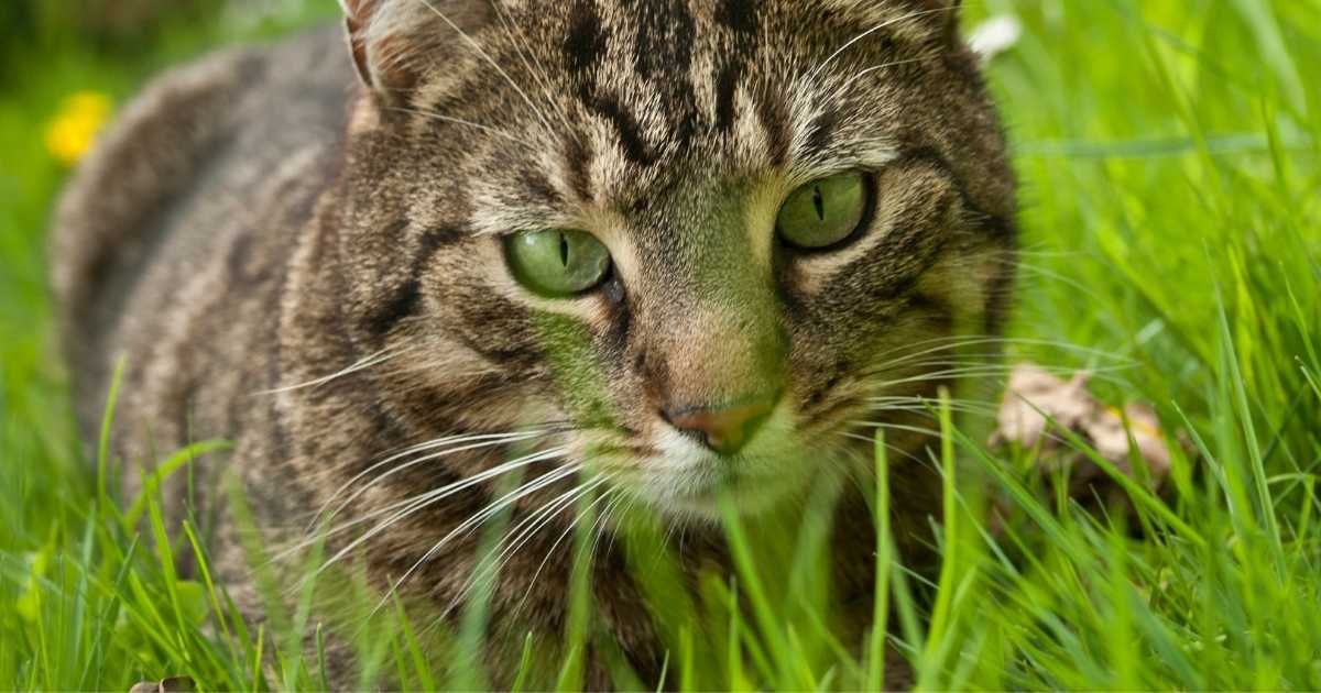 Mon chat mange de l'herbe : Faut-il le laisser faire