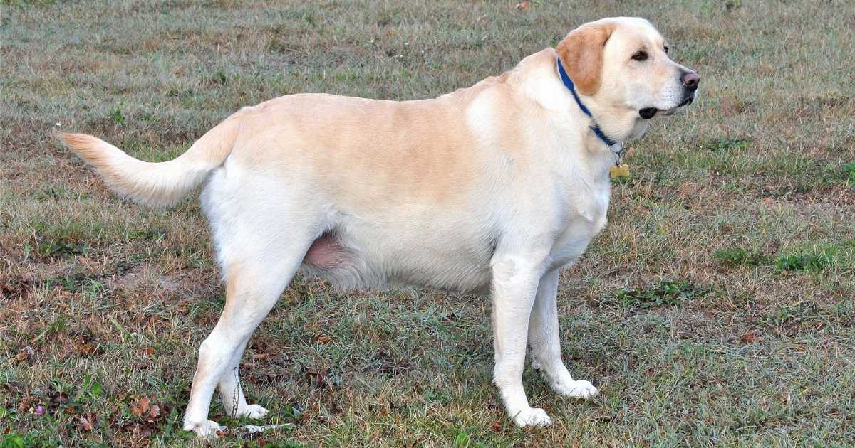 Mon chien est obèse : Pourquoi ? Que faire dans ce cas