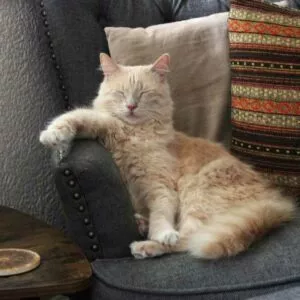 2025 : Noms de Chat en A - 100 idées de prénoms pour matou