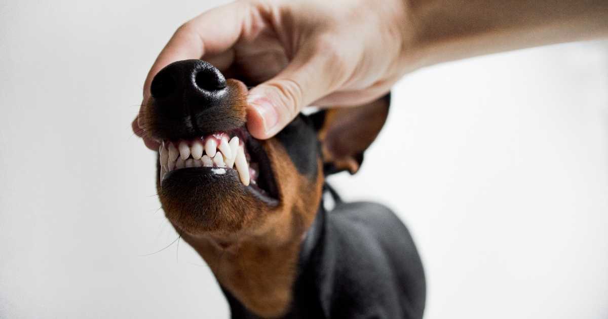 Dentition du chien : Tout savoir sur les dents du chien