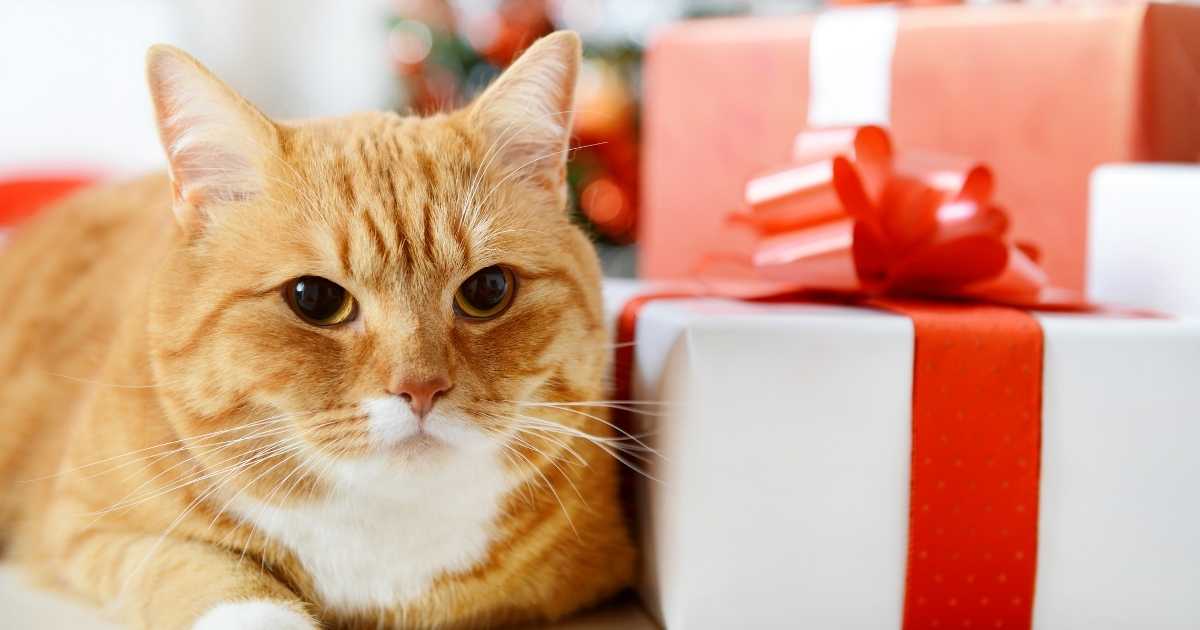 Top 8 des cadeaux de Noël à offrir à votre chat