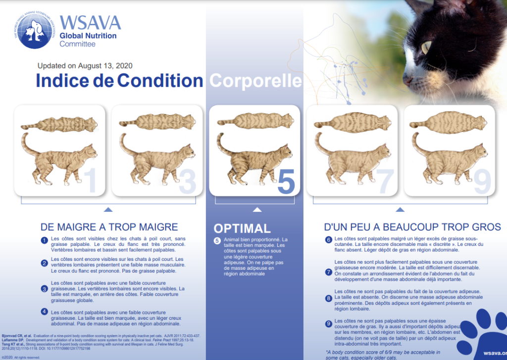 Chat obèse ou en surpoids : causes, risques et solutions