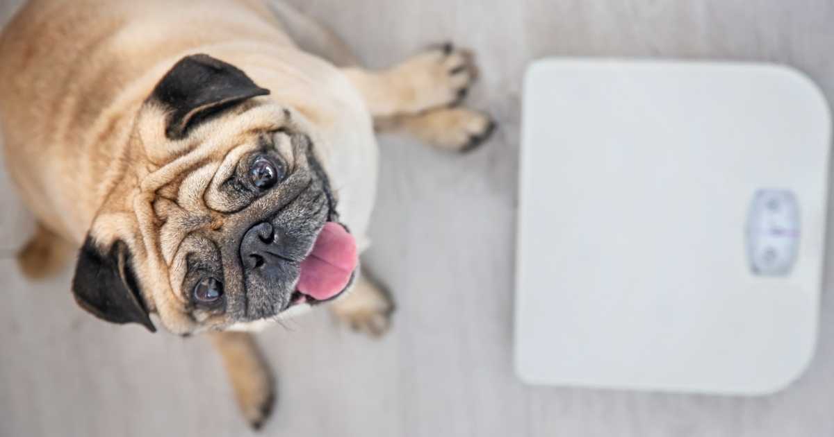 Quel est le poids idéal pour mon chien ? - Goodbro