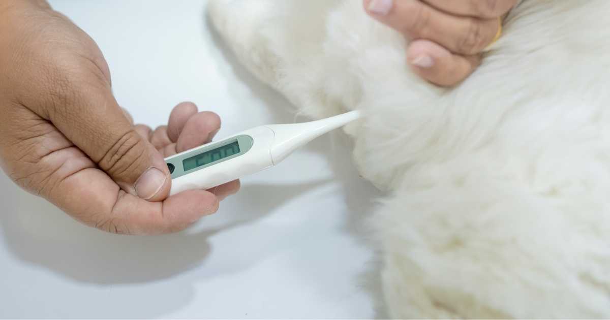 Comment prendre correctement la température de mon chat