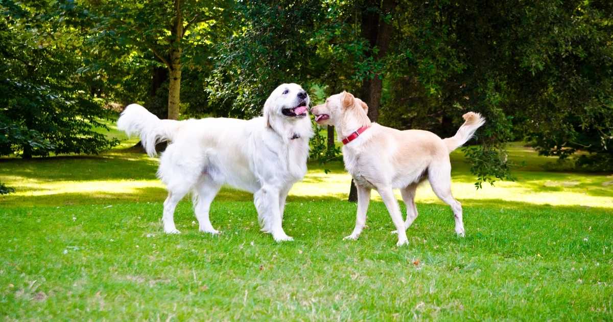 La saillie du chien : prix, âge, durée, déroulement