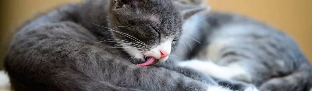 Le Blog Goodbro - Conseils vétérinaires pour chiens et chats